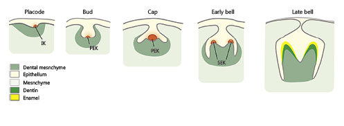 Biology Explaining Tooth Repair and Regeneration: A Mini-Review ...