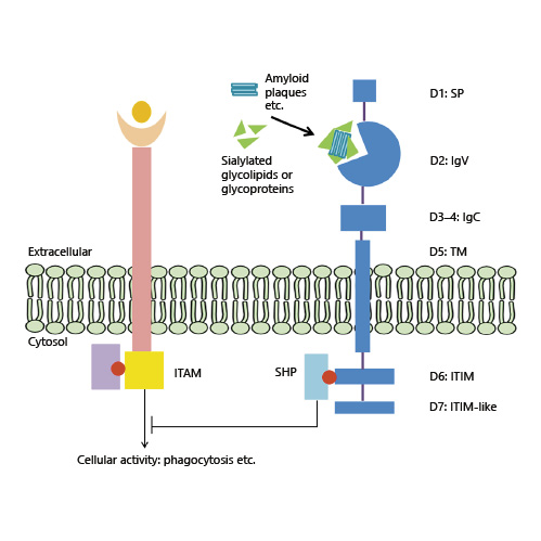 CD33 in Alzheimer’s Disease – Biology, Pathogenesis, and Therapeutics ...