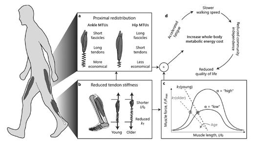 Reduced Achilles Tendon Stiffness Disrupts Calf Muscle Neuromechanics ...