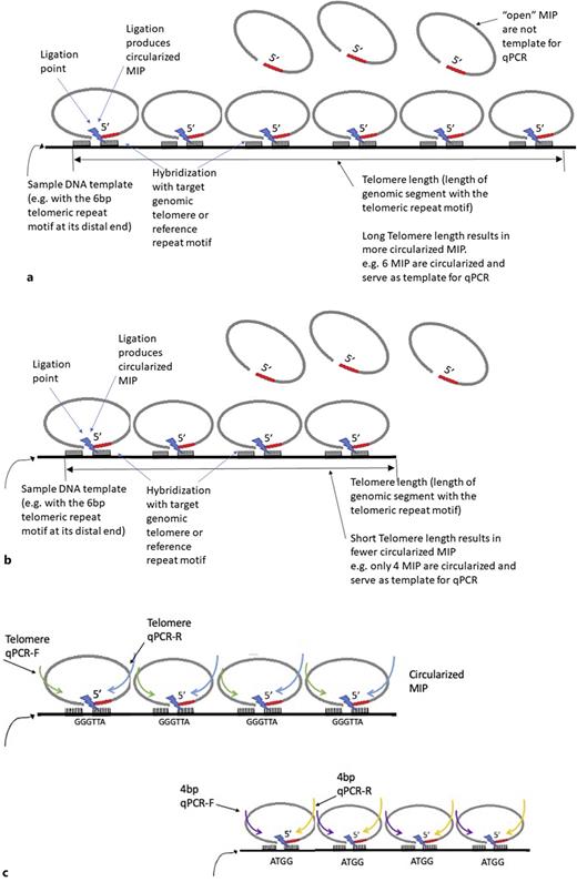 Telomere Length among Chinese Aged 75+ Years | Gerontology | Karger ...