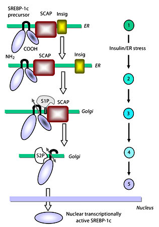 SREBP-1c Transcription Factor and Lipid Homeostasis: Clinical Perspective | Hormone Research in ...