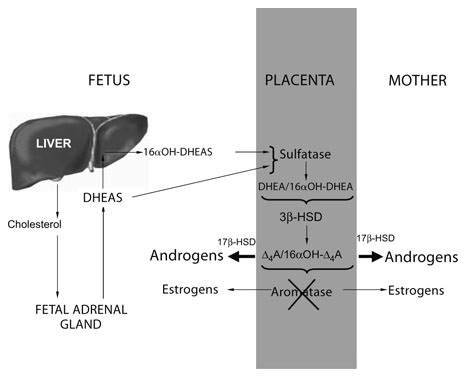 Genetic and Clinical Spectrum of Aromatase Deficiency in Infancy ...