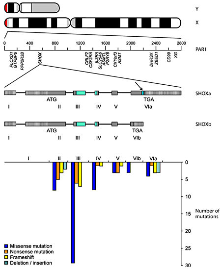 Short Stature due to SHOX Deficiency: Genotype, Phenotype, and Therapy ...