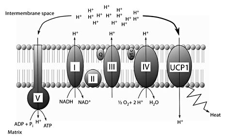 Renaissance of Brown Adipose Tissue | Hormone Research in Paediatrics ...