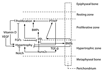 Mechanisms of Growth Plate Maturation and Epiphyseal Fusion | Hormone ...