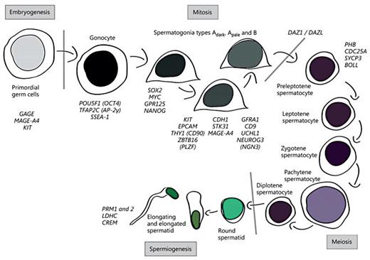 Male Germ Cell Development in Humans | Hormone Research in Paediatrics ...