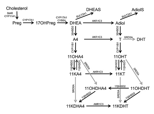The Rise, Fall, and Resurrection of 11-Oxygenated Androgens in Human Physiology and Disease ...