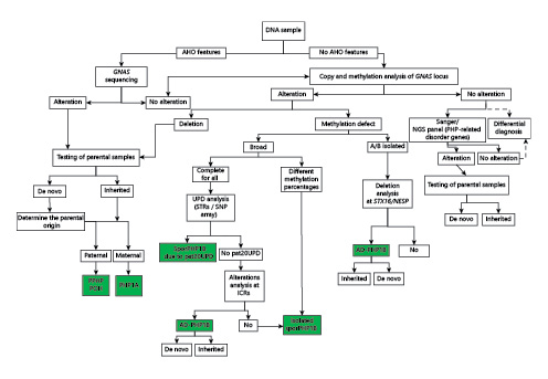 Recommendations for Diagnosis and Treatment of Pseudohypoparathyroidism ...
