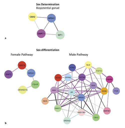 Oligogenic Causes Of Human Differences Of Sex Development Facing The