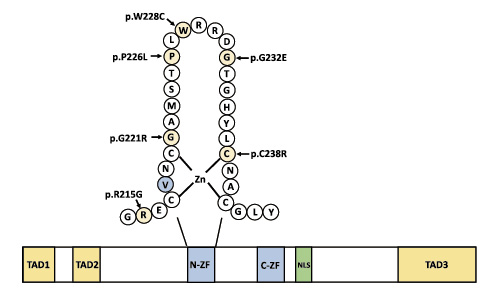 Monogenic Forms of DSD: An Update | Hormone Research in Paediatrics ...