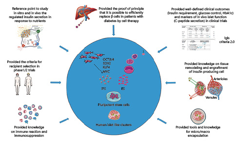 Cell Therapy for Type 1 Diabetes: From Islet Transplantation to Stem ...