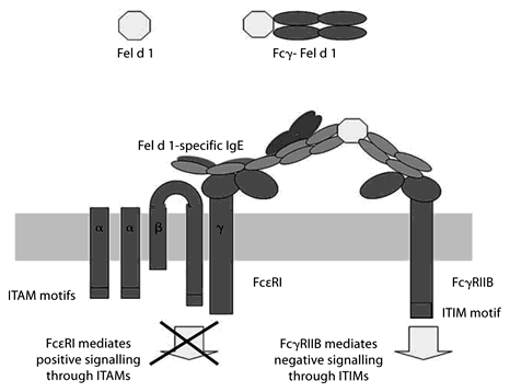 The Major Cat Allergen, Fel d 1, in Diagnosis and Therapy ...