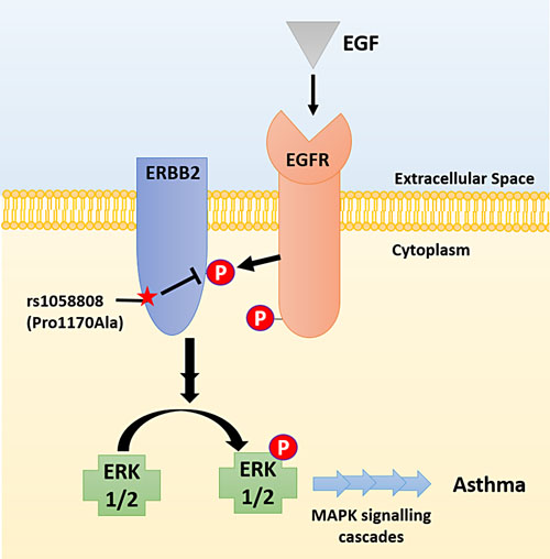 The ERBB2 Exonic Variant Pro1170Ala Modulates Mitogen-Activated Protein ...