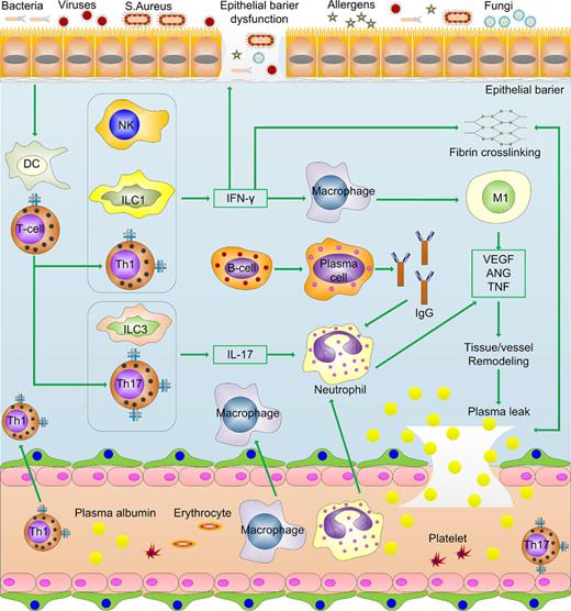 A Decade of Pathogenesis Advances in Non-Type 2 Inflammatory Endotypes ...