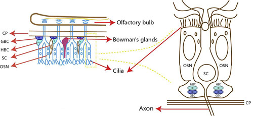 Diagnosis and Treatment Strategy of Nasogenic Olfactory Dysfunction ...