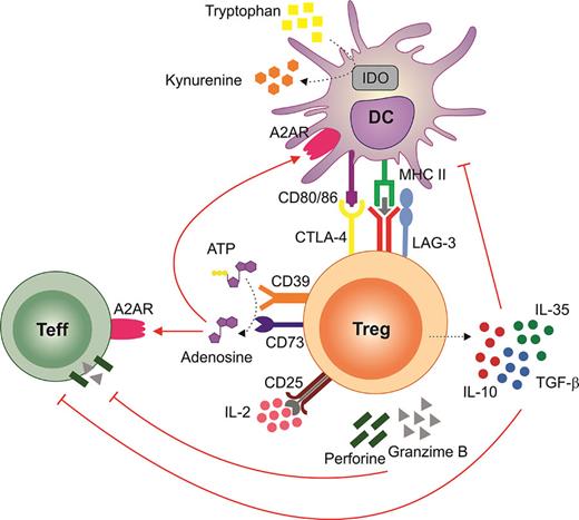 The Role of Regulatory T Cells in Allergic Diseases: Collegium ...