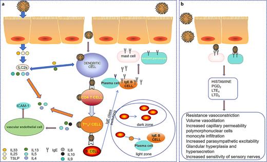 Pathogenesis and Key Cells in Allergic Rhinitis | International ...