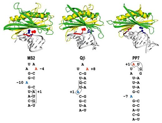 The True Story and Advantages of RNA Phage Capsids as Nanotools ...