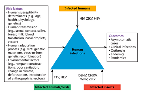Evolution and Emergence of Pathogenic Viruses: Past, Present, and ...