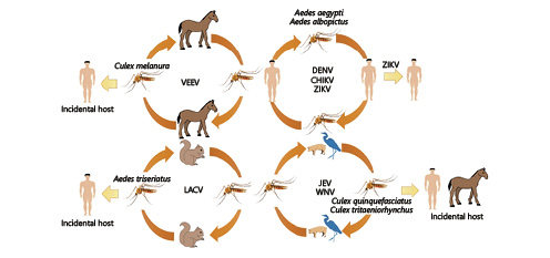 Molecular Basis for Arbovirus Transmission by Aedes aegypti Mosquitoes | Intervirology | Karger ...