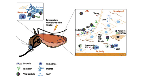 Molecular Basis for Arbovirus Transmission by Aedes aegypti Mosquitoes | Intervirology | Karger ...