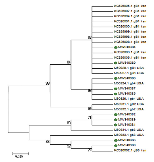 Molecular Detection and Genotyping of Human Cytomegalovirus in Kidney ...