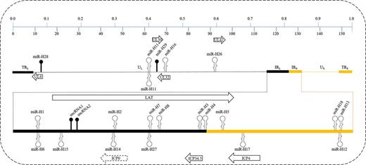 Herpes Simplex Virus 1 MicroRNAs: An Update | Intervirology | Karger ...