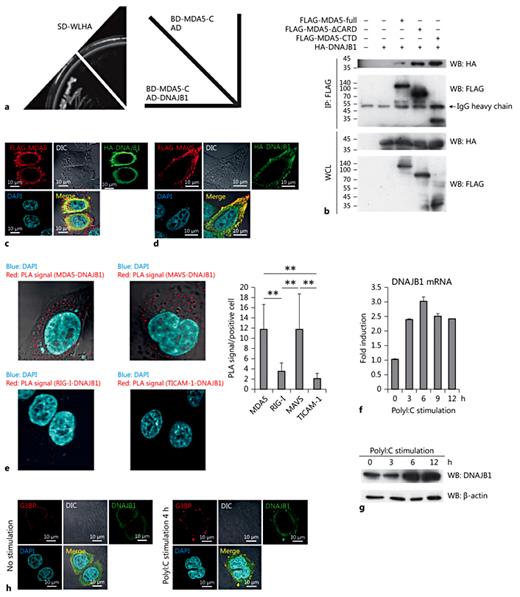 DNAJB1/HSP40 Suppresses Melanoma Differentiation-Associated Gene 5 ...