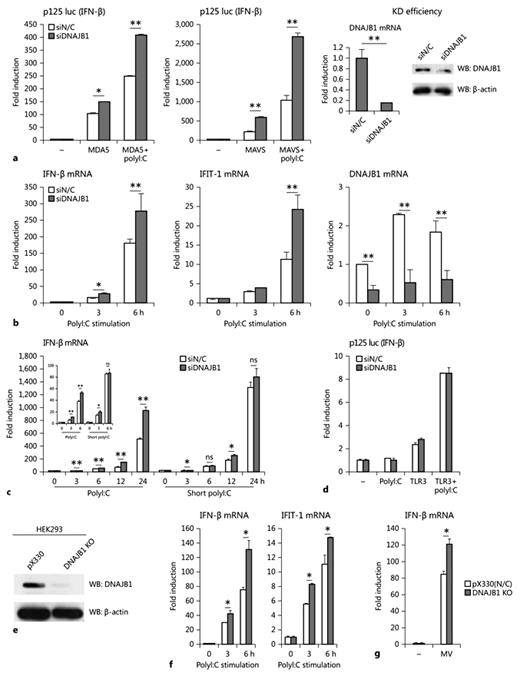 DNAJB1/HSP40 Suppresses Melanoma Differentiation-Associated Gene 5 ...