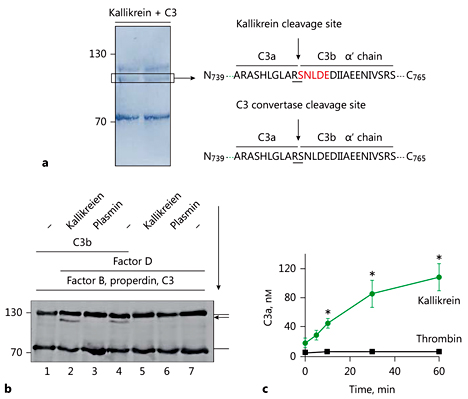 Kallikrein Cleaves C3 and Activates Complement | Journal of Innate ...
