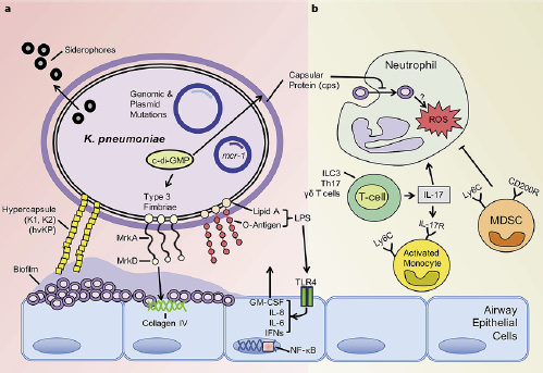 Pseudomonas aeruginosa and Klebsiella pneumoniae Adaptation to Innate ...