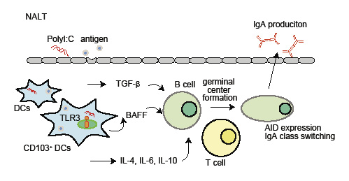 Mucosal Immune Response in Nasal-Associated Lymphoid Tissue upon ...