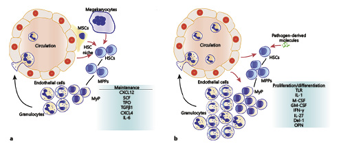Myelopoiesis in the Context of Innate Immunity | Journal of Innate ...