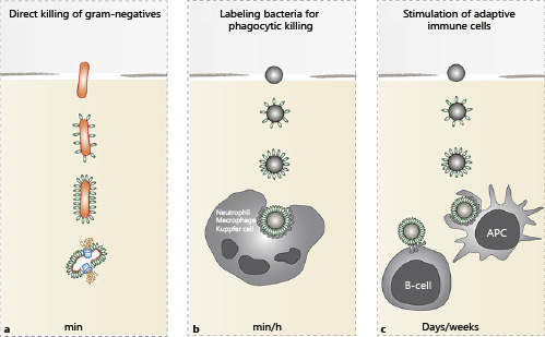 Complement and Bacterial Infections: From Molecular Mechanisms to ...