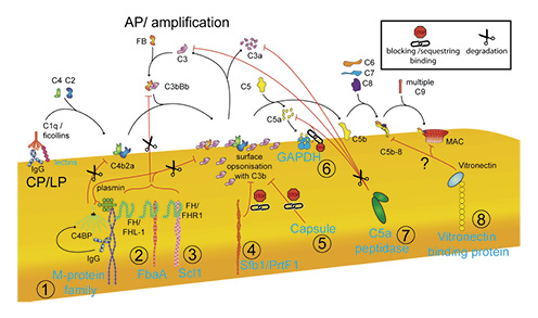 Catch Me if You Can: Streptococcus pyogenes Complement Evasion ...