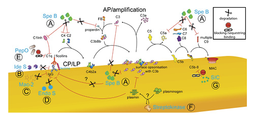 Catch Me if You Can: Streptococcus pyogenes Complement Evasion ...