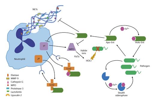 The Iron Tug-of-War between Bacterial Siderophores and Innate Immunity ...