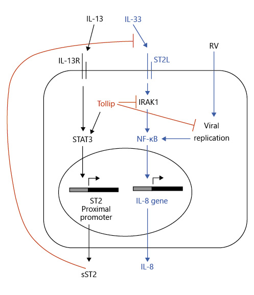 Tollip Inhibits ST2 Signaling in Airway Epithelial Cells Exposed to ...