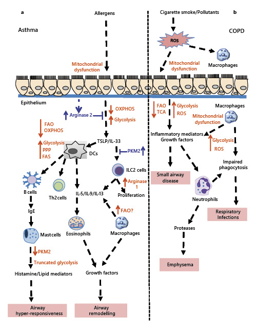 Role of Metabolic Reprogramming in Pulmonary Innate Immunity and Its ...