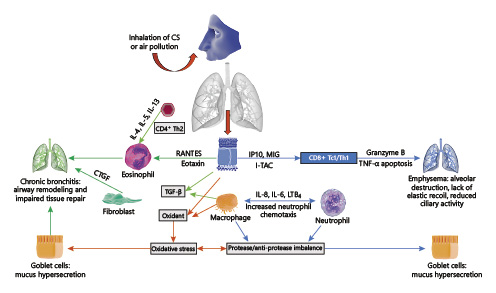 Animal Models Reflecting Chronic Obstructive Pulmonary Disease and ...