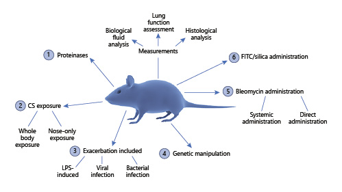 Animal Models Reflecting Chronic Obstructive Pulmonary Disease and ...