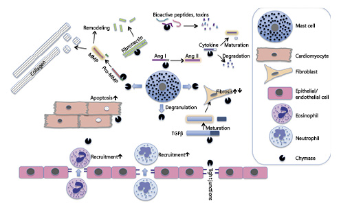 Novel Insight into the in vivo Function of Mast Cell Chymase: Lessons ...