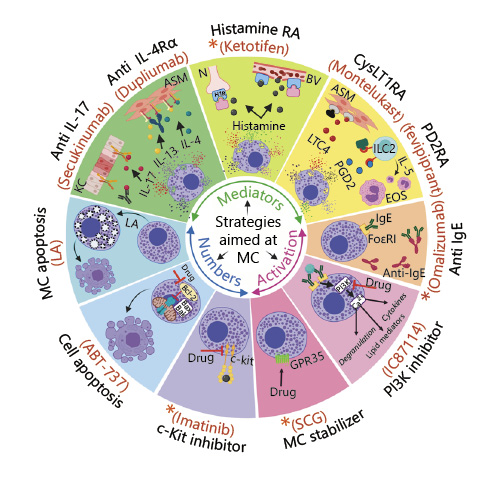 Novel Strategies to Target Mast Cells in Disease | Journal of Innate ...