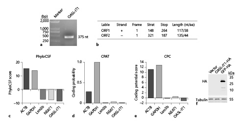 Positive Feedback Loop of Long Noncoding RNA OASL-IT1 and Innate Immune ...