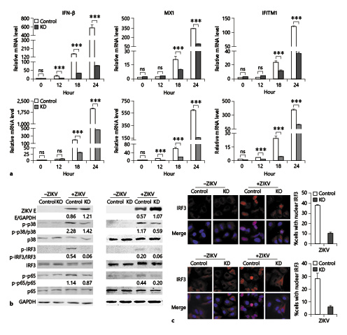 Positive Feedback Loop of Long Noncoding RNA OASL-IT1 and Innate Immune ...