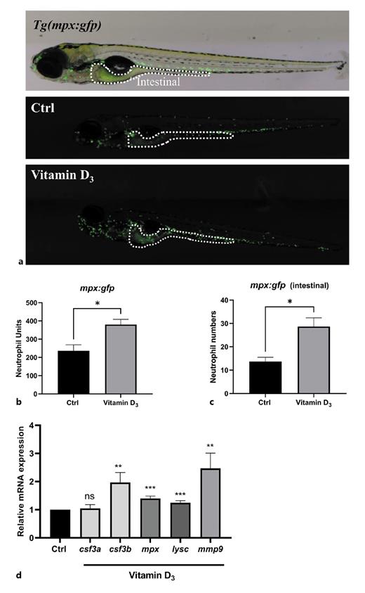 Vitamin D Enhances Neutrophil Generation and Function in Zebrafish ...