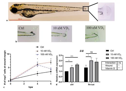 Vitamin D Enhances Neutrophil Generation and Function in Zebrafish ...