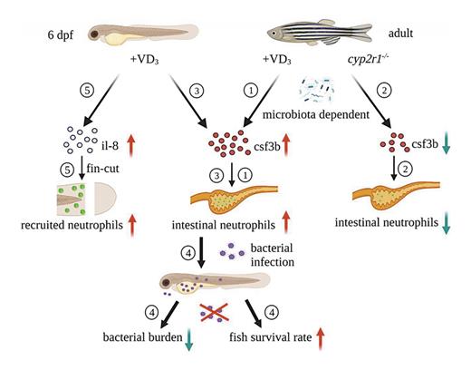 Vitamin D Enhances Neutrophil Generation and Function in Zebrafish ...
