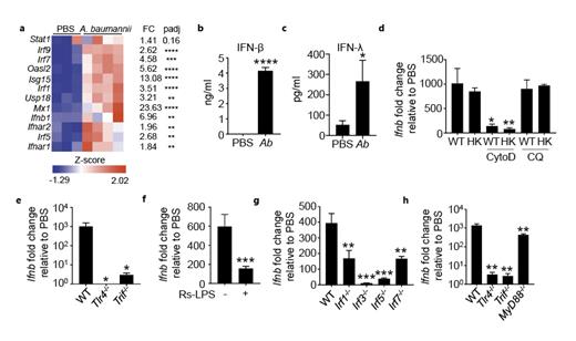 The Capsule of Acinetobacter baumannii Protects against the Innate ...