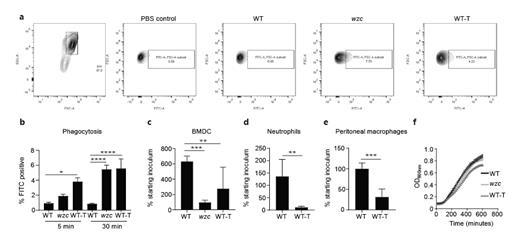 The Capsule of Acinetobacter baumannii Protects against the Innate ...